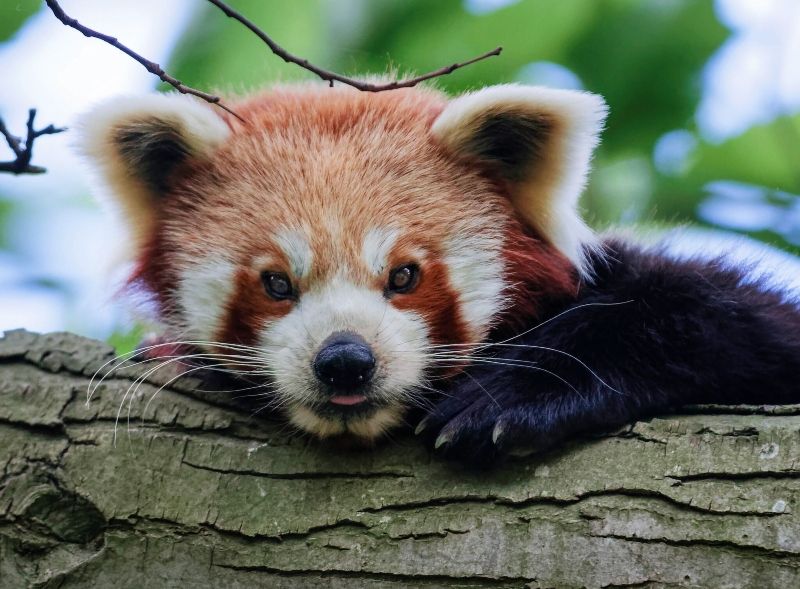 10 Amazing Facts About Red Pandas | Thrigby Hall Wildlife Gardens