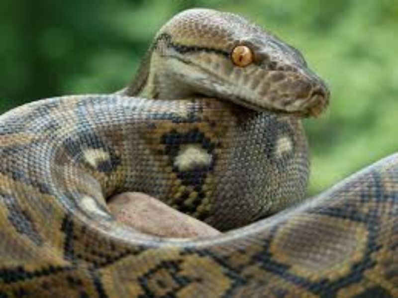 Reticulated Python – Habitat, Diet & Facts | Thrigby Hall